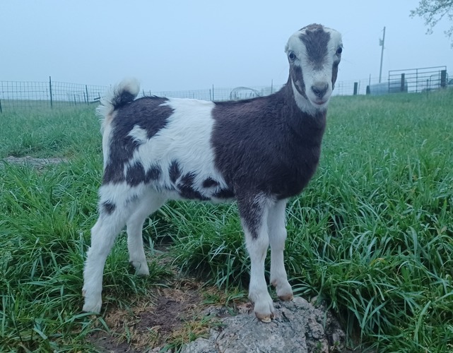 What to do With Old Goats - Goat Journal